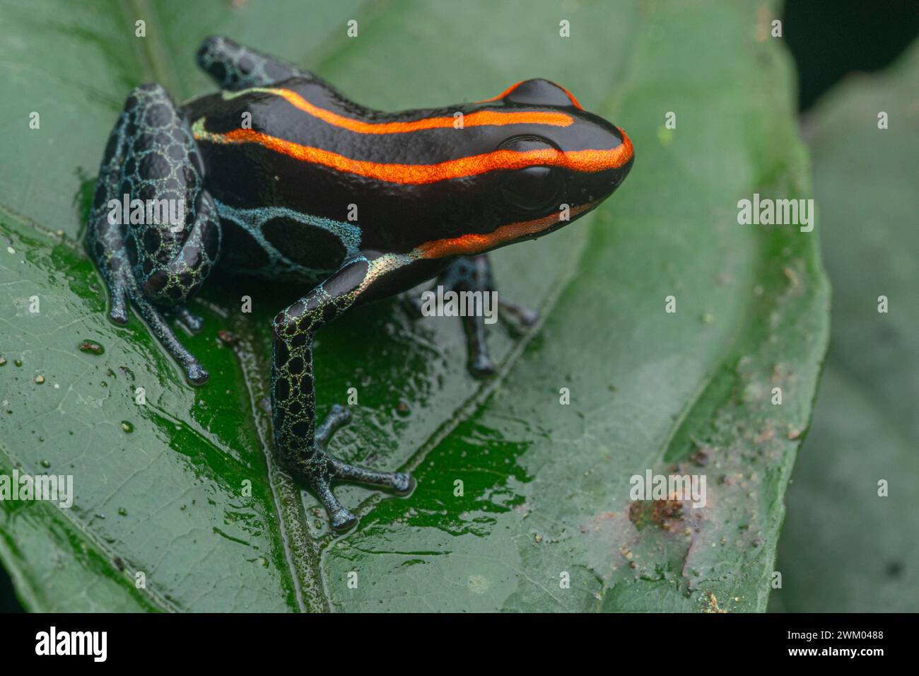 Reticulated poison frog (Ranitomeya ventrimaculata) - Yasuni National ...