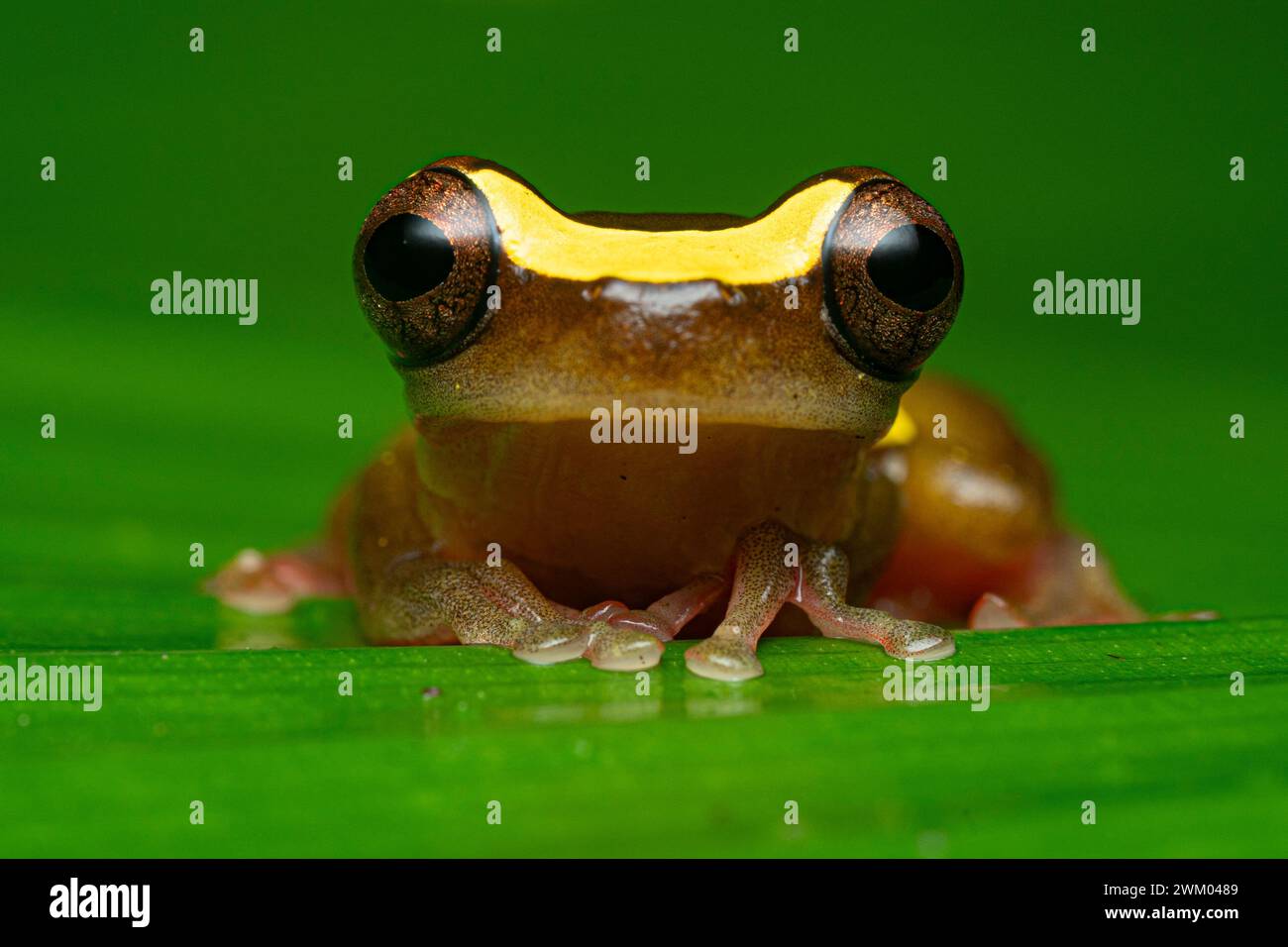 Upper Amazon treefrog (Dendropsophus bifurcus) - Yasuni National Park ...