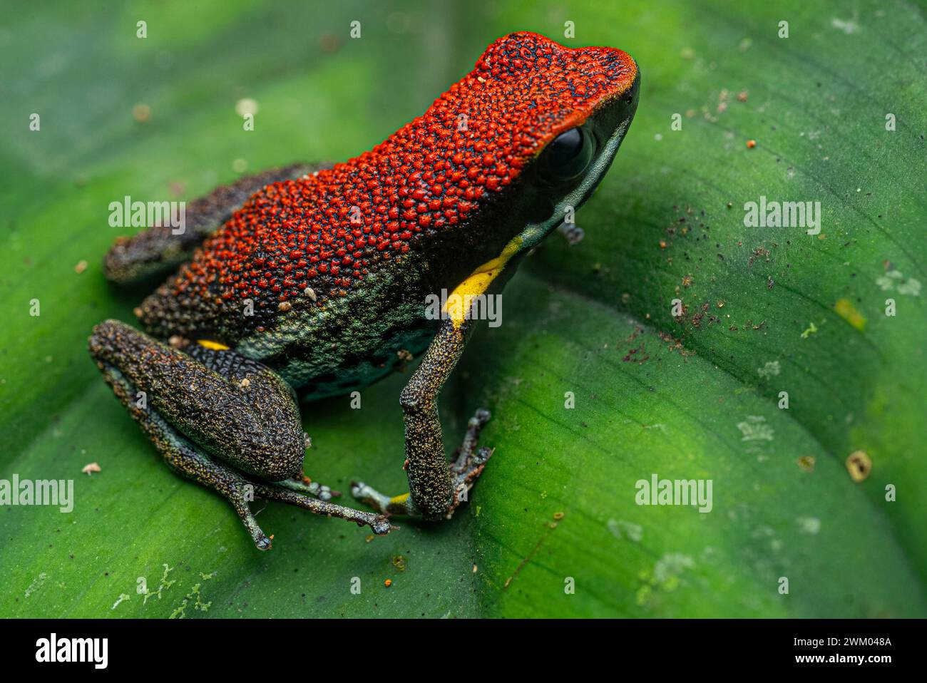 Ecuador poison frog (Ameerega bilinguis) - Yasuni National Park ...