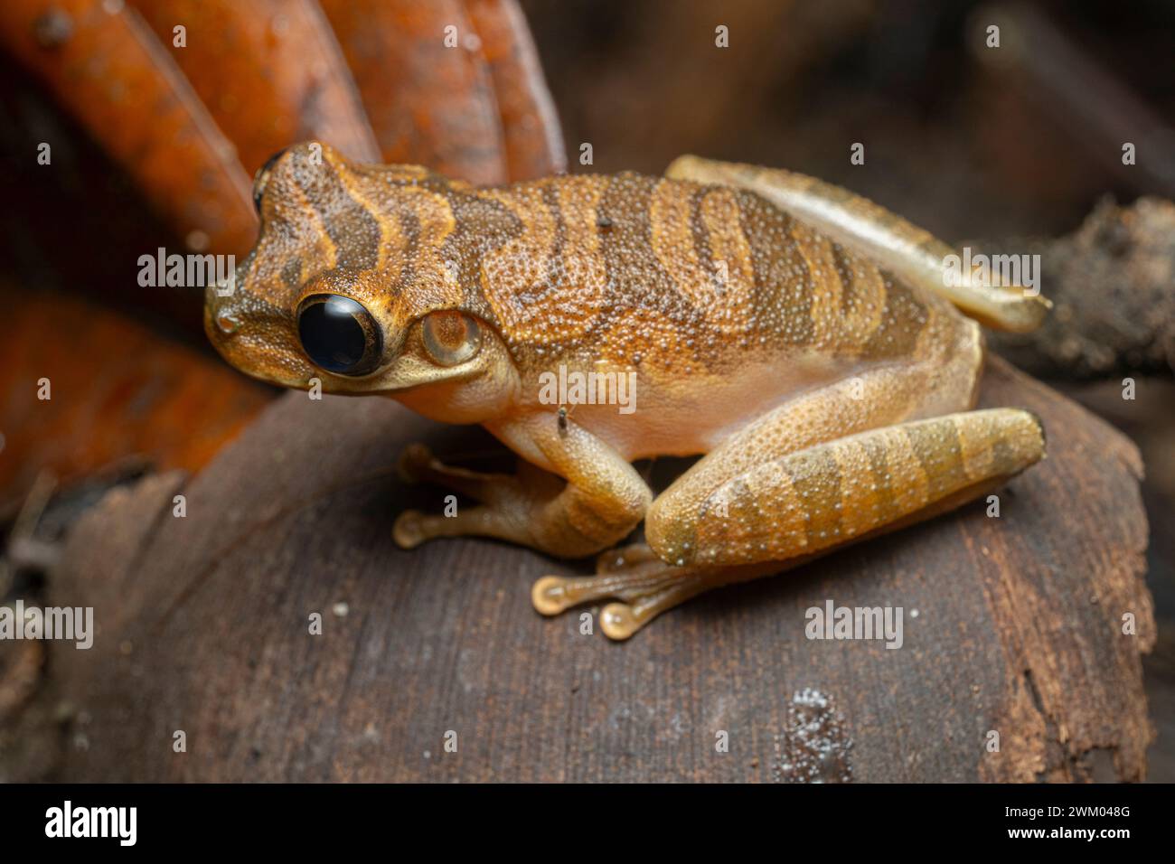 Banded tree frog (Osteocephalus mutabor) - Yasuni National Park ...