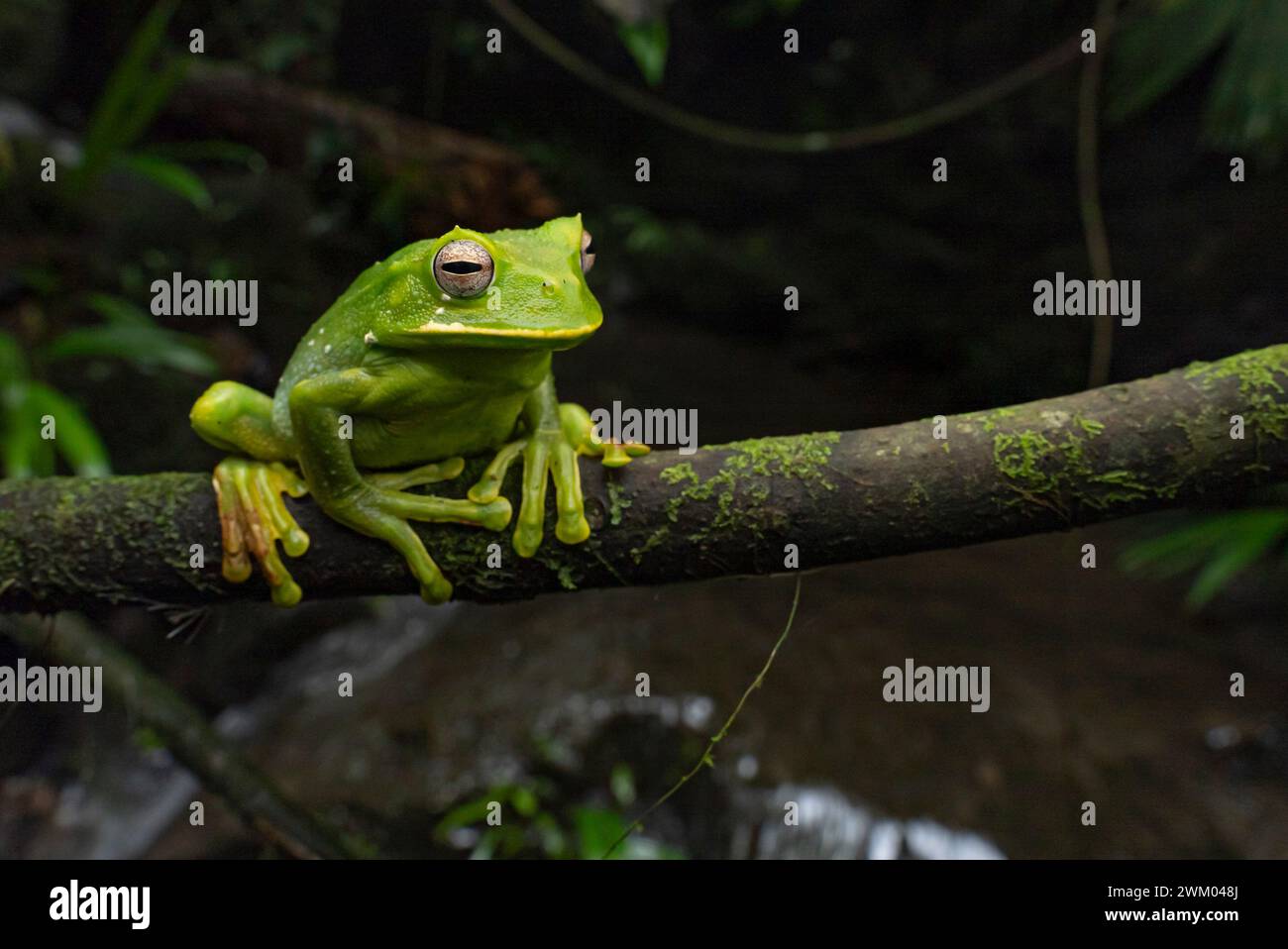 Pastaza marsupial frog (Gastrotheca longipes) - Yasuni National ...