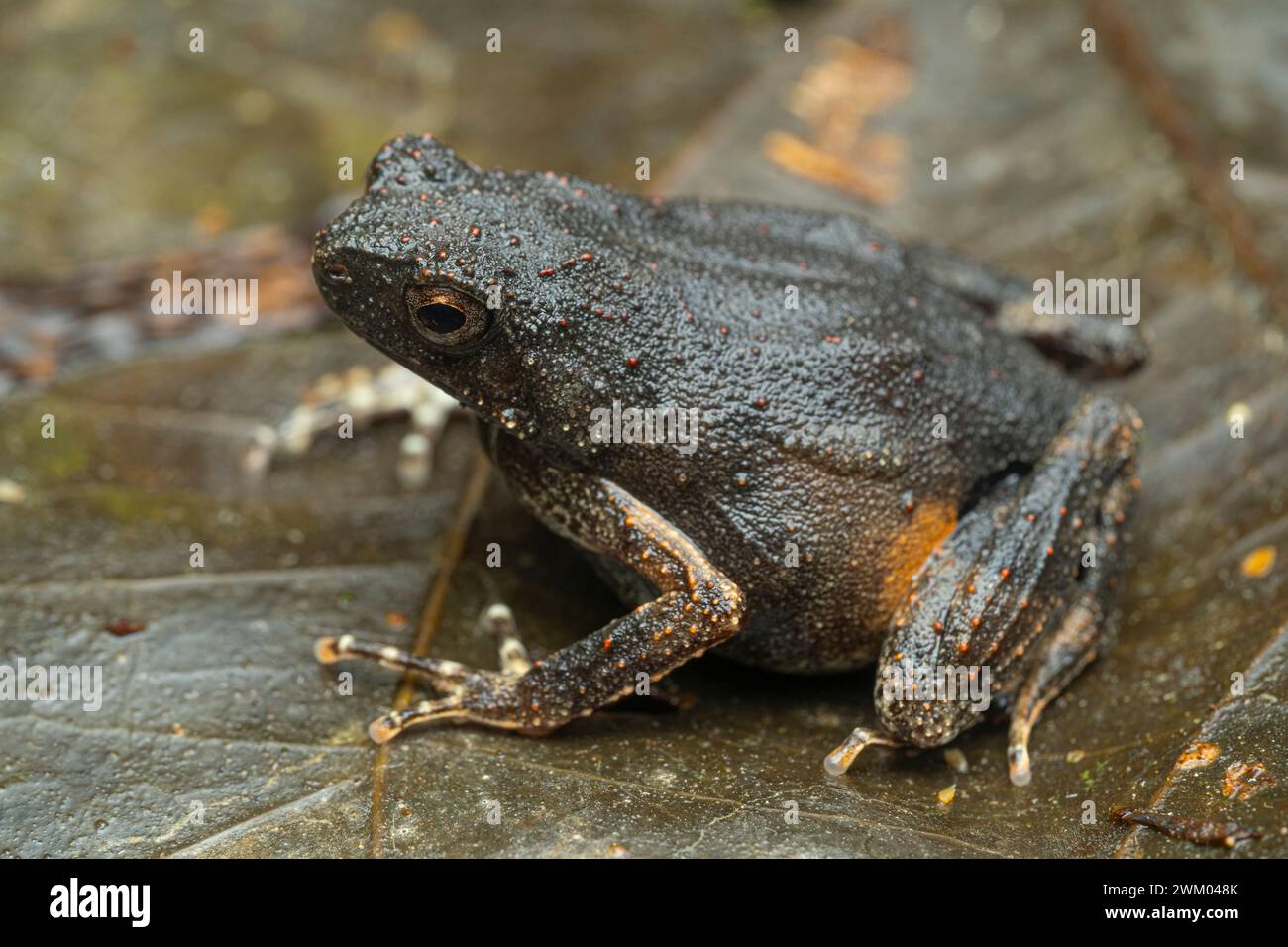 Peters dwarf frog (Engystomops petersi) - Yasuni National Park, Ecuador ...