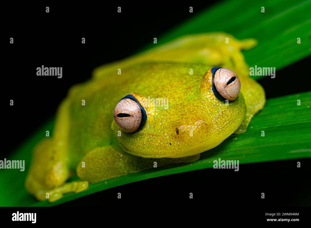 Demerara Falls tree frog (Boana cinerascens) - Yasuni National Park ...