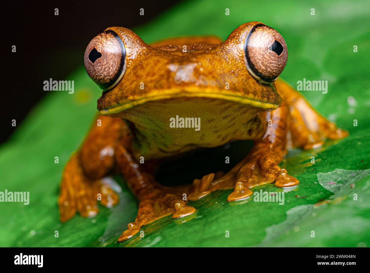 Yasuní tree frog (Boana ventrimaculata) - Yasuni National Park, Ecuador ...