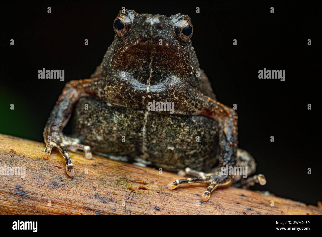 Peters dwarf frog (Engystomops petersi) - Yasuni National Park, Ecuador ...