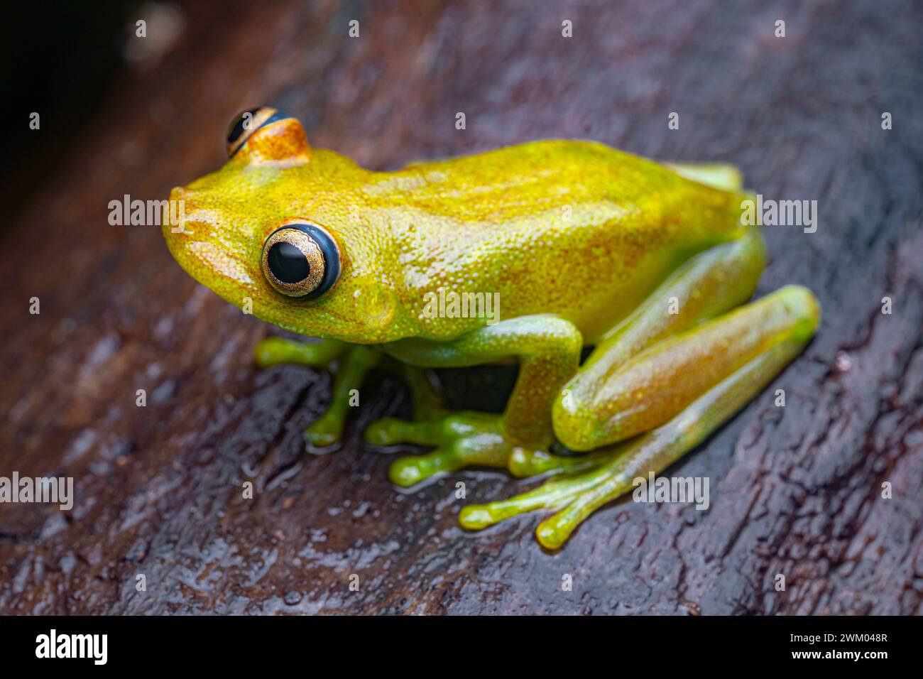 Demerara Falls tree frog (Boana cinerascens) - Yasuni National Park ...