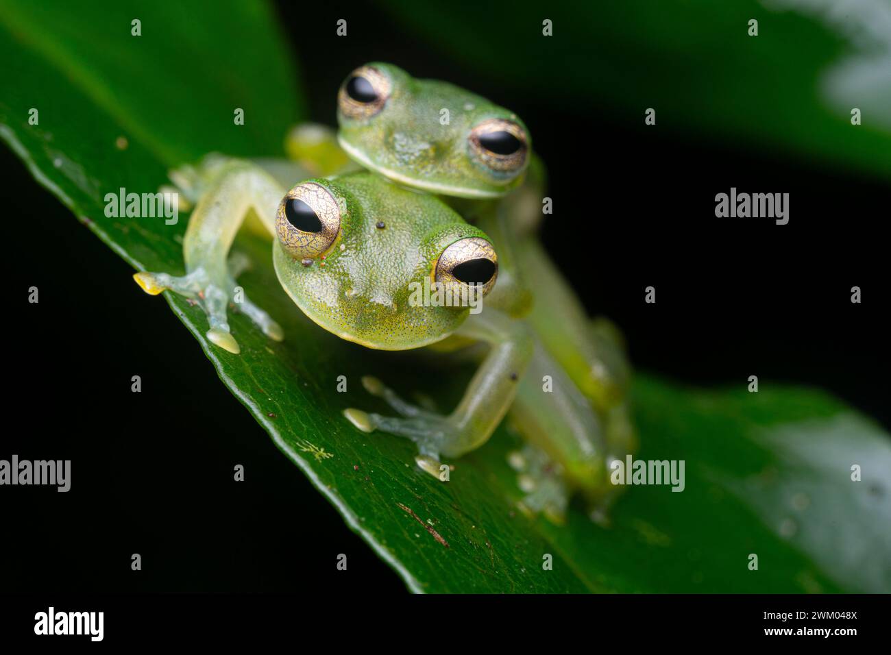 Amplexus of glass frog (Espadarana durrellorum) - Yasuni National Park ...