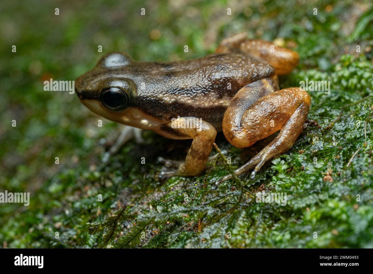 Santa Cecilia Rocket Frog (Hyloxalus sauli) - Yasuni National Park ...