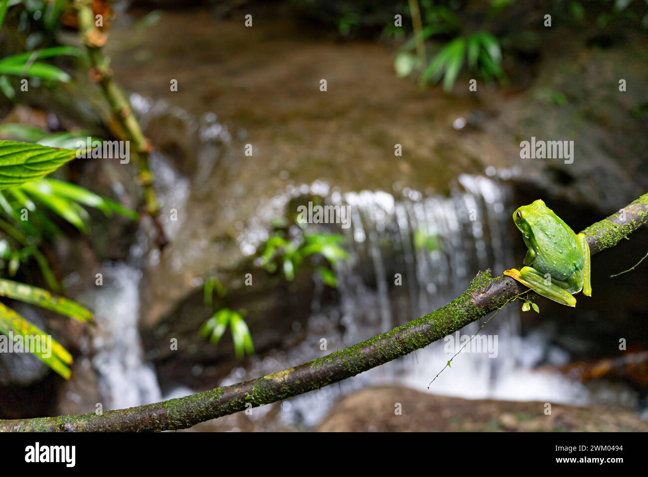 Pastaza marsupial frog (Gastrotheca longipes) - Yasuni National ...