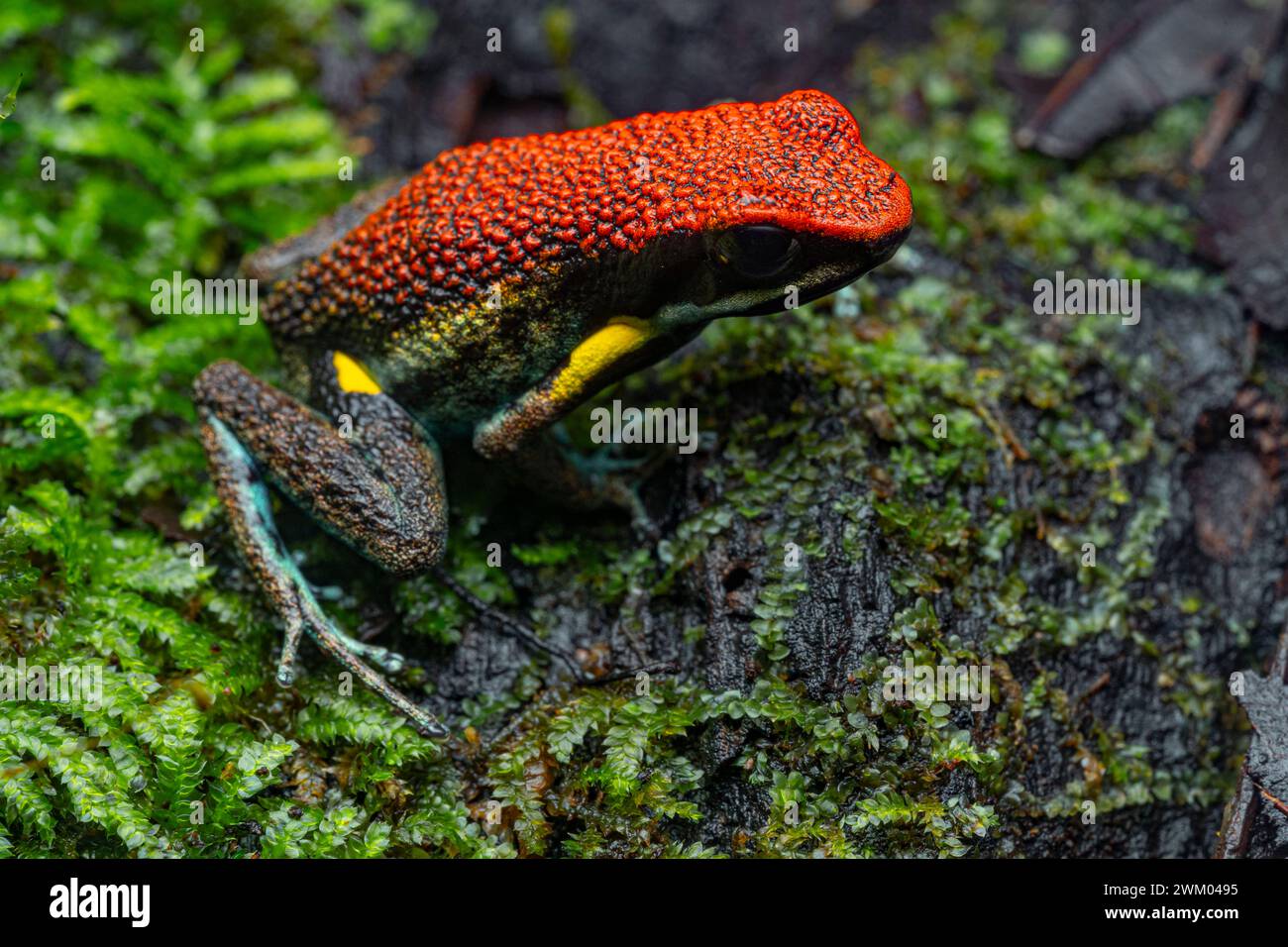 Ecuador poison frog (Ameerega bilinguis) - Yasuni National Park ...