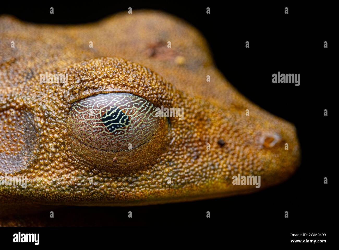 Yasuní tree frog (Boana ventrimaculata) - Yasuni National Park, Ecuador ...