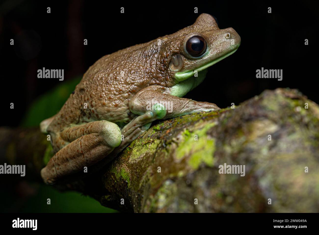 Amazonian milk frog (Trachycephalus macrotis) - Yasuni National Park ...