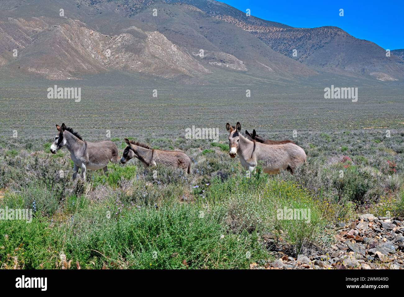 Feral donkey (Equus asinus), Panamint mountains, Death valley national ...