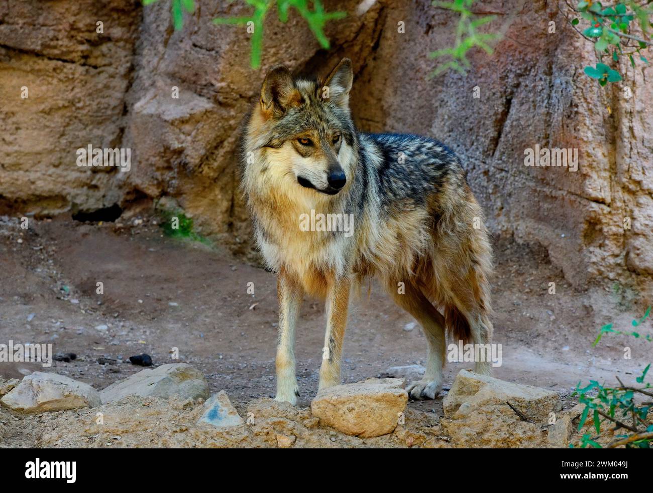 Mexican gray wolf (Canis lupus baileyi), S.W. USA, Mexico Stock Photo ...