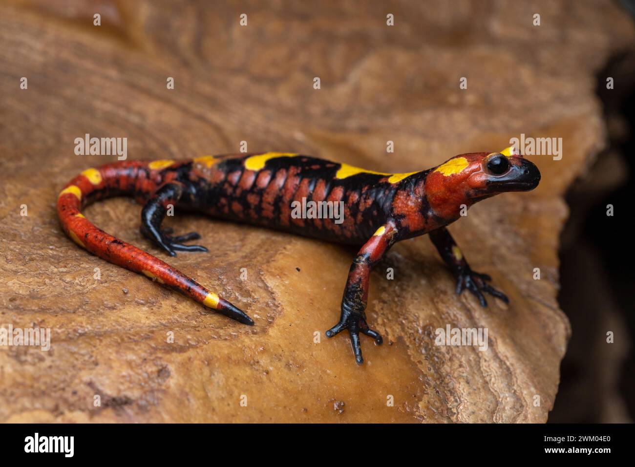 North African fire salamander (Salamandra algira atlantica) - Middle ...