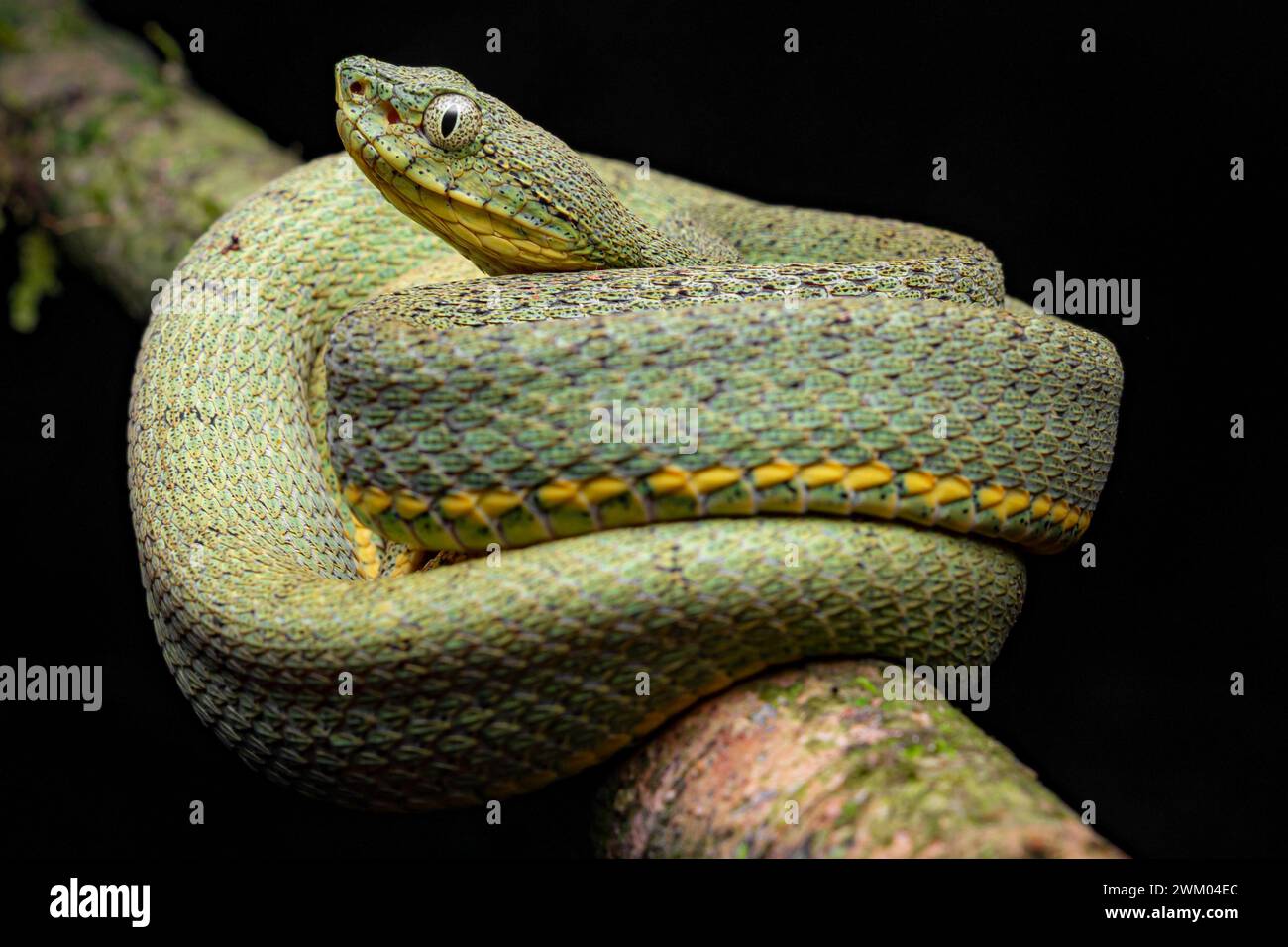 Two-striped forest pitviper (Bothrops bilineatus smaragdinus) - Yasuni ...