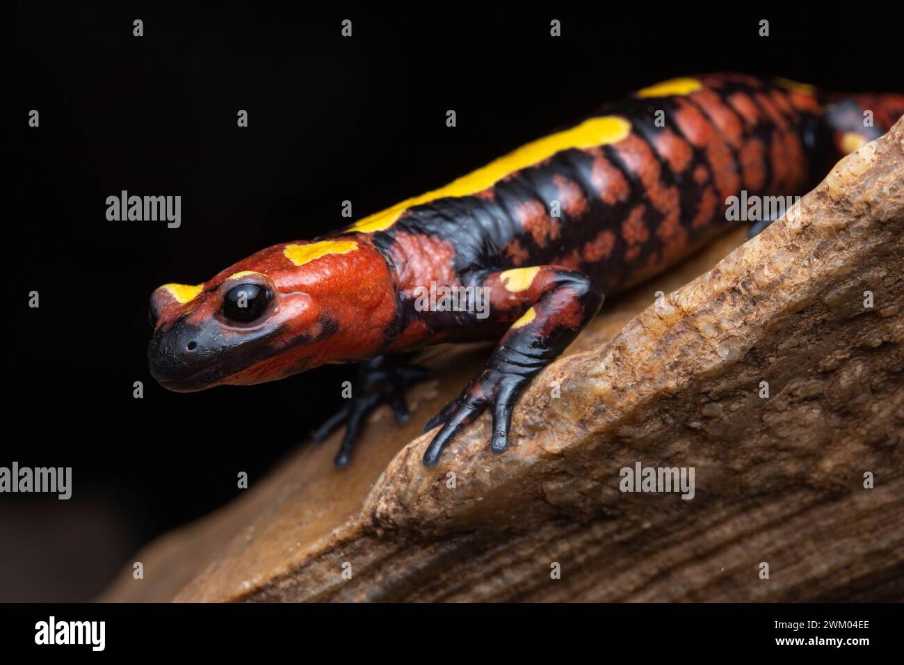 North African fire salamander (Salamandra algira atlantica) - Middle ...