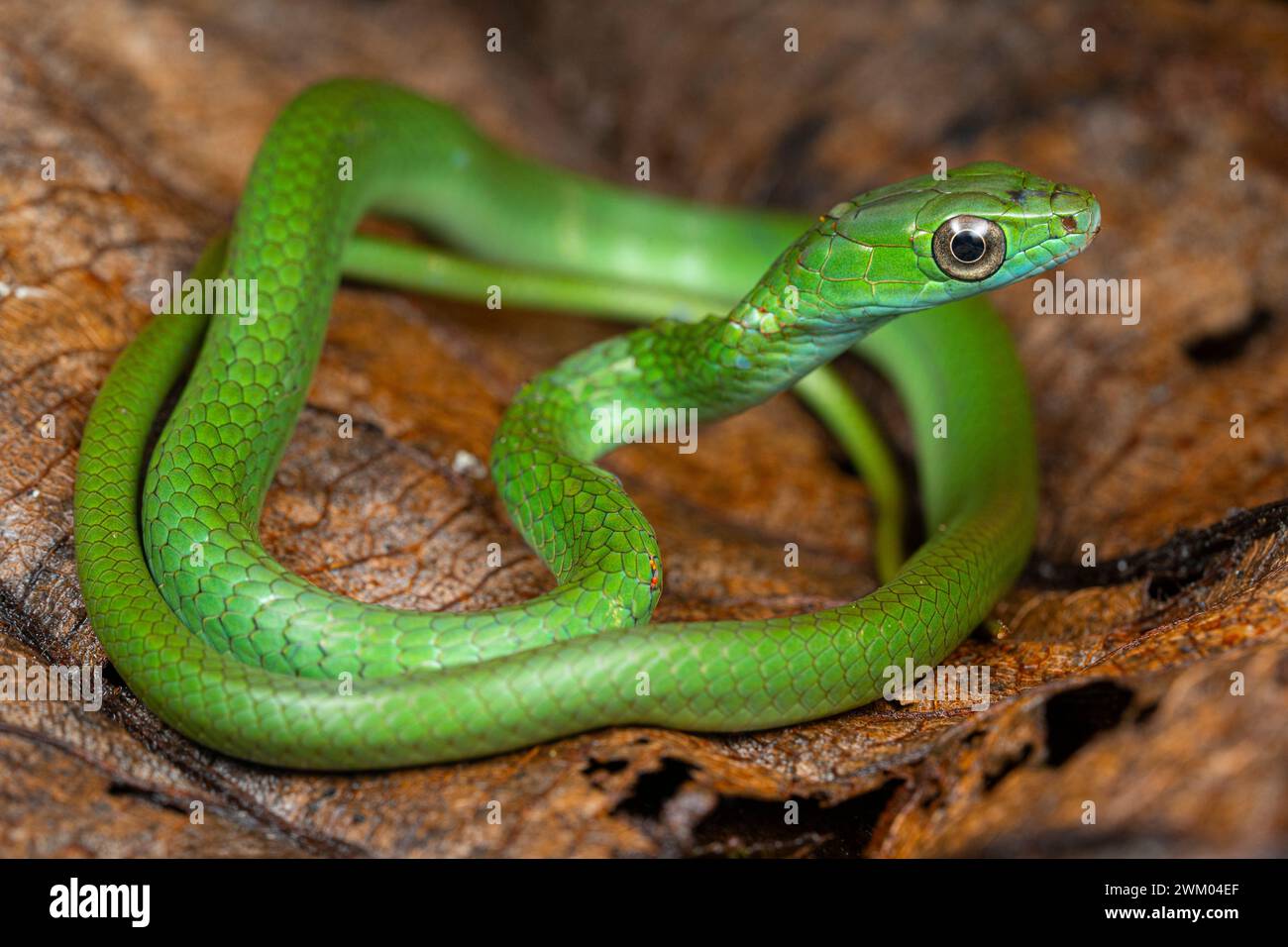 Rusty Whipsnake juvenile (Chironius scurrulus) - Yasuni National Park ...