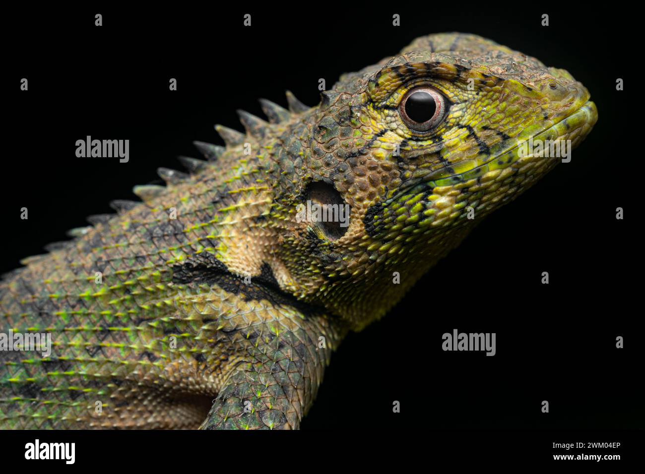 Blue-lipped Tree-Runner (Plica umbra) - Yasuni National Park, Ecuador ...
