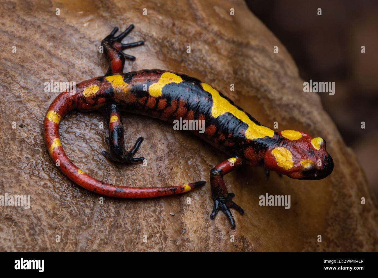 North African fire salamander (Salamandra algira atlantica) - Middle ...