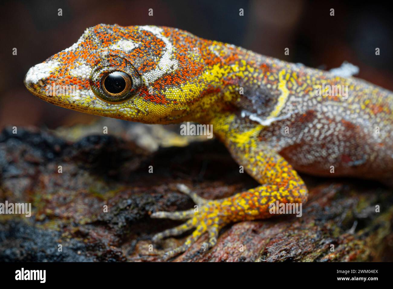 Bridled Forest Gecko (Gonatodes humeralis) - Yasuni National Park ...