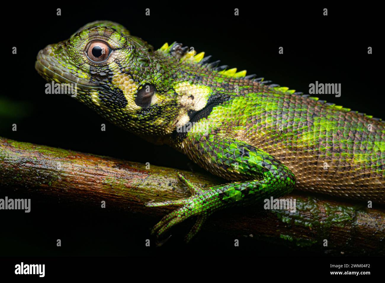 Blue-lipped Tree-Runner (Plica umbra) - Yasuni National Park, Ecuador ...
