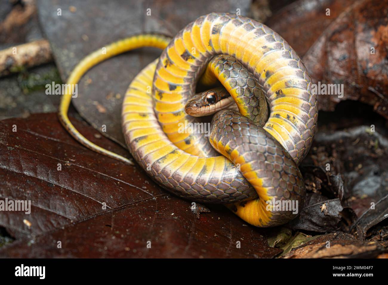 Royal ground snake (Erythrolamprus reginae) - Yasuni National Park ...