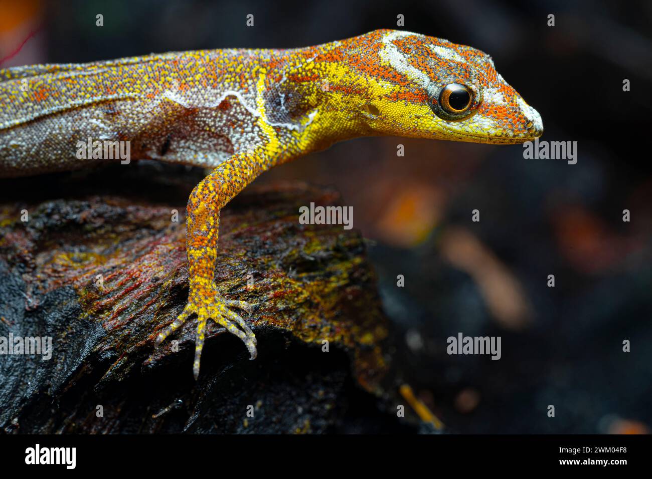 Bridled Forest Gecko (Gonatodes humeralis) - Yasuni National Park ...