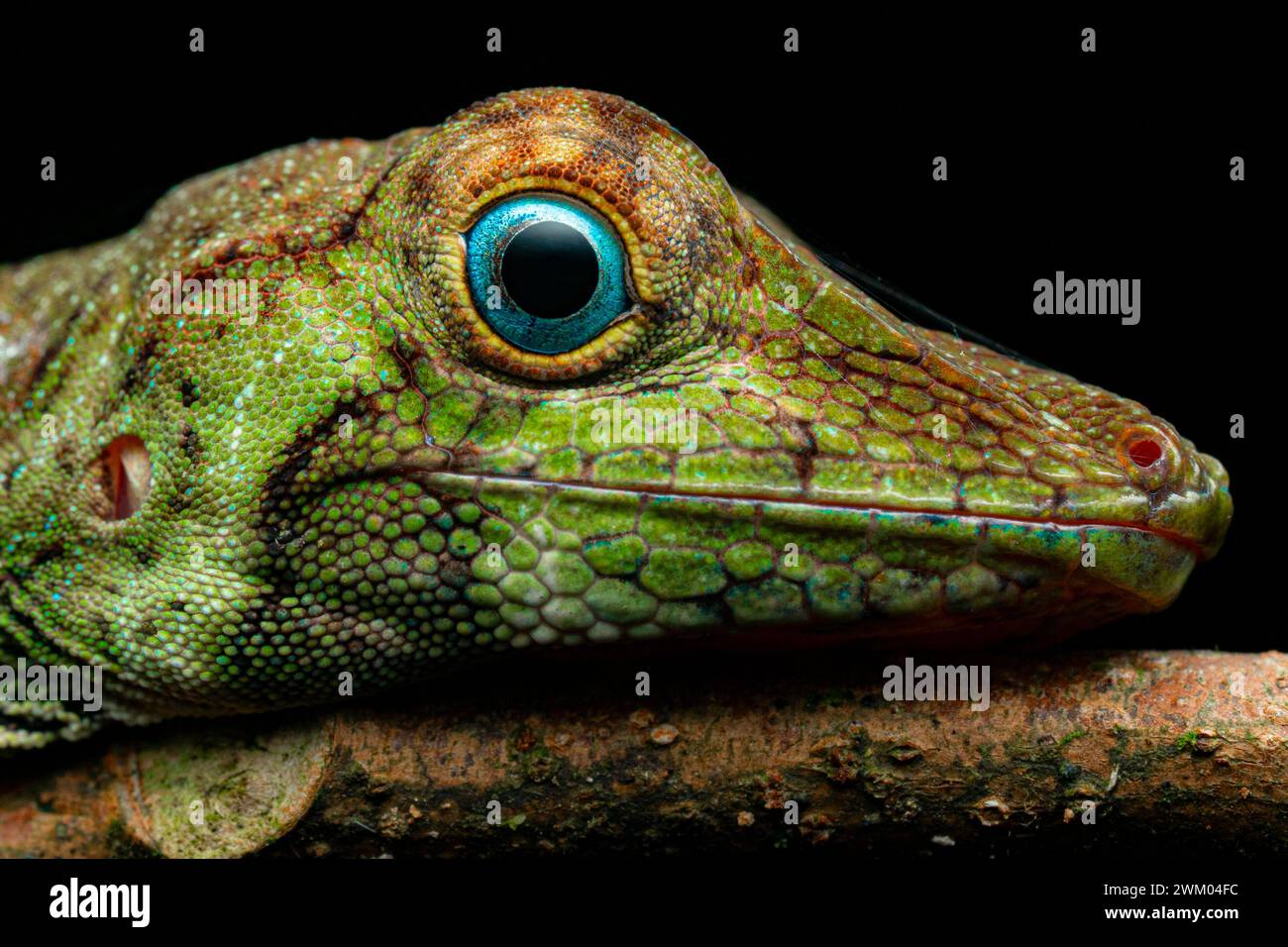 Banded Tree-Anole (Anolis transversalis) - Yasuni National Park ...