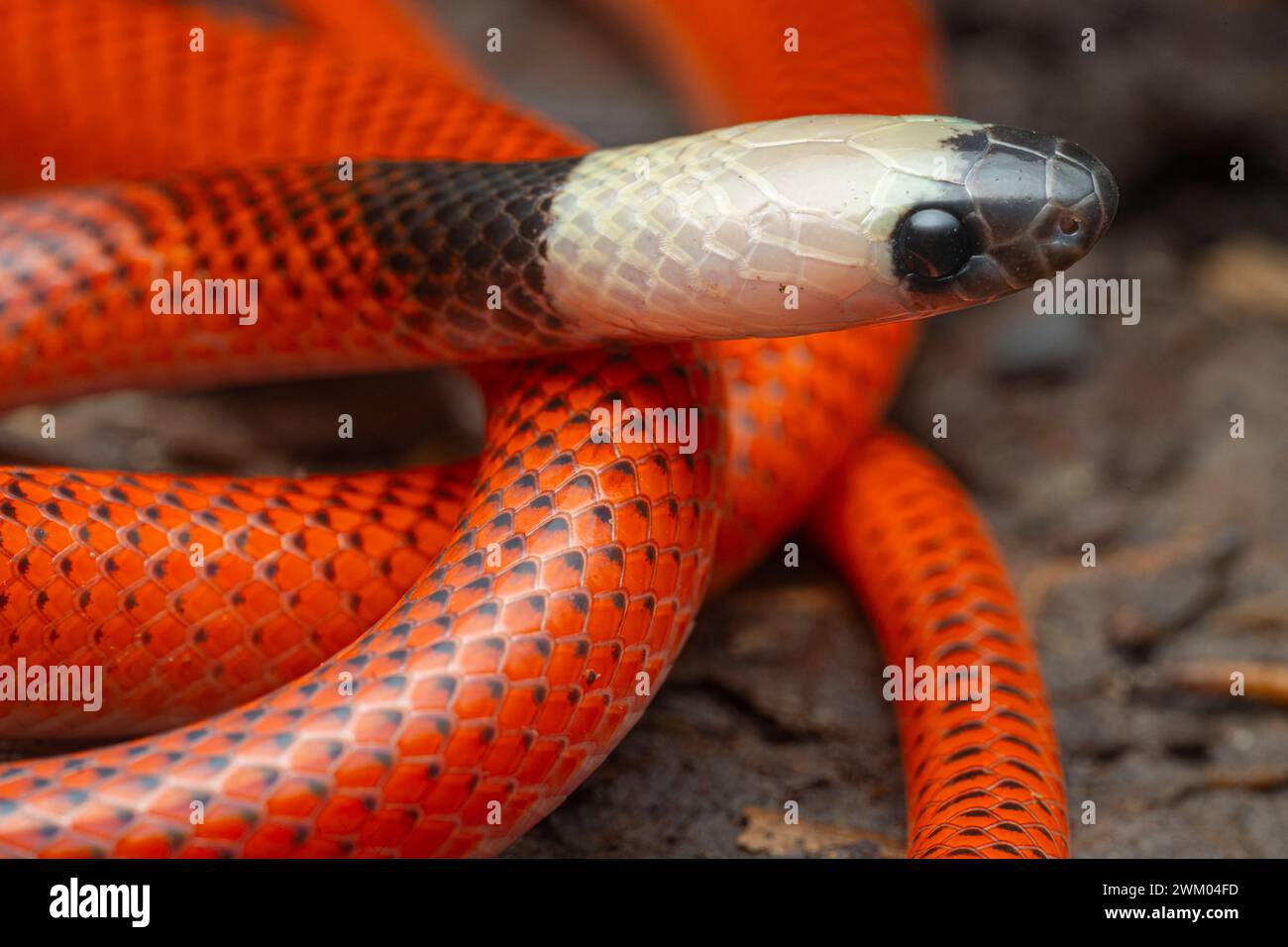 black-collared snake (Drepanoides anomalus) - Yasuni National Park ...