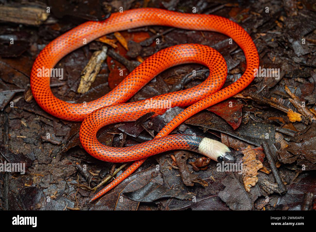 black-collared snake (Drepanoides anomalus) - Yasuni National Park ...