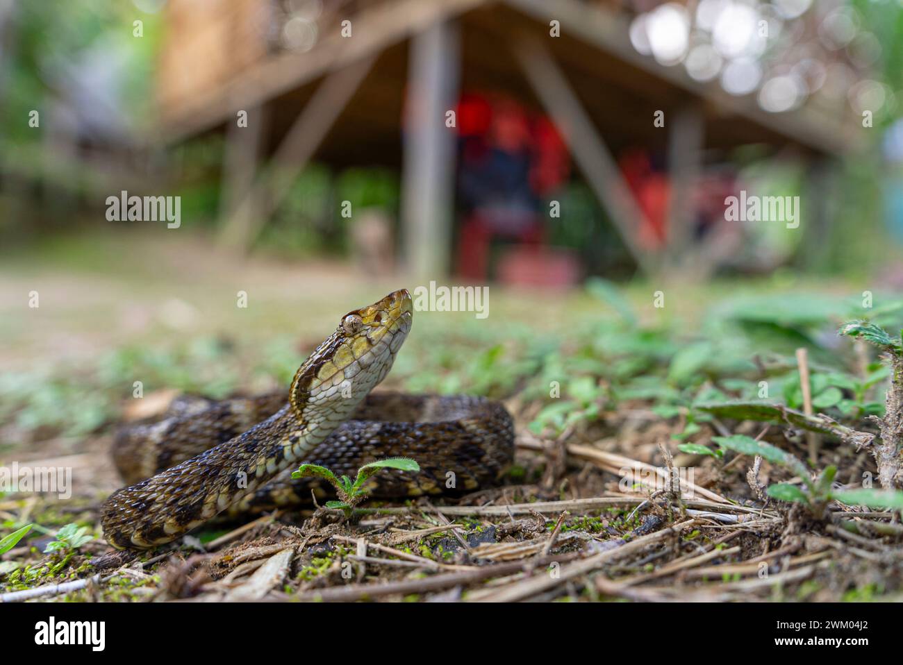 Common Lancehead (Bothrops atrox) - Yasuni National Park, Ecuador Stock ...