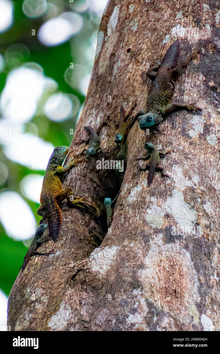 Family of tropical thornytail iguana (Uracentron flaviceps) - Yasuni ...