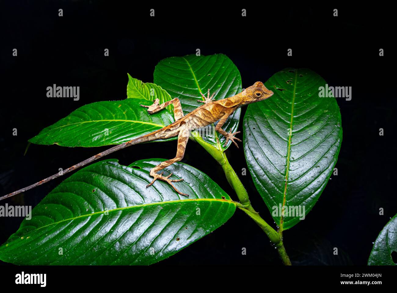 Yellow-tongued Anole (Anolis scypheus) - Yasuni National Park, Ecuador ...