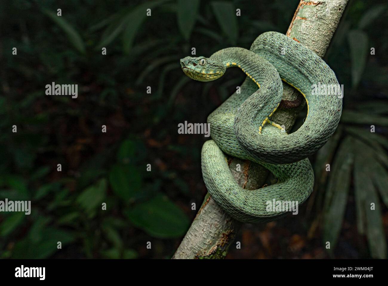 Two-striped forest pitviper (Bothrops bilineatus smaragdinus) - Yasuni ...