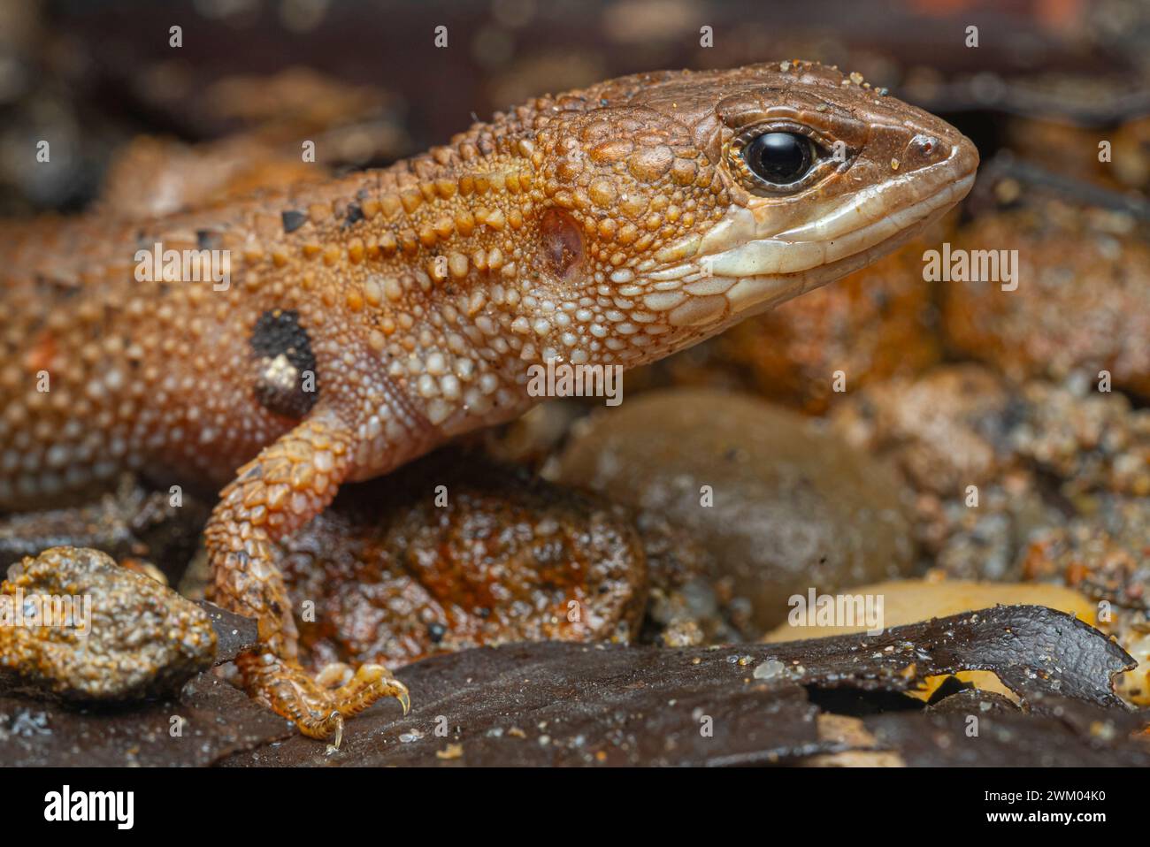 Common stream lizard (Potamites ecpleopus) - Yasuni National Park ...