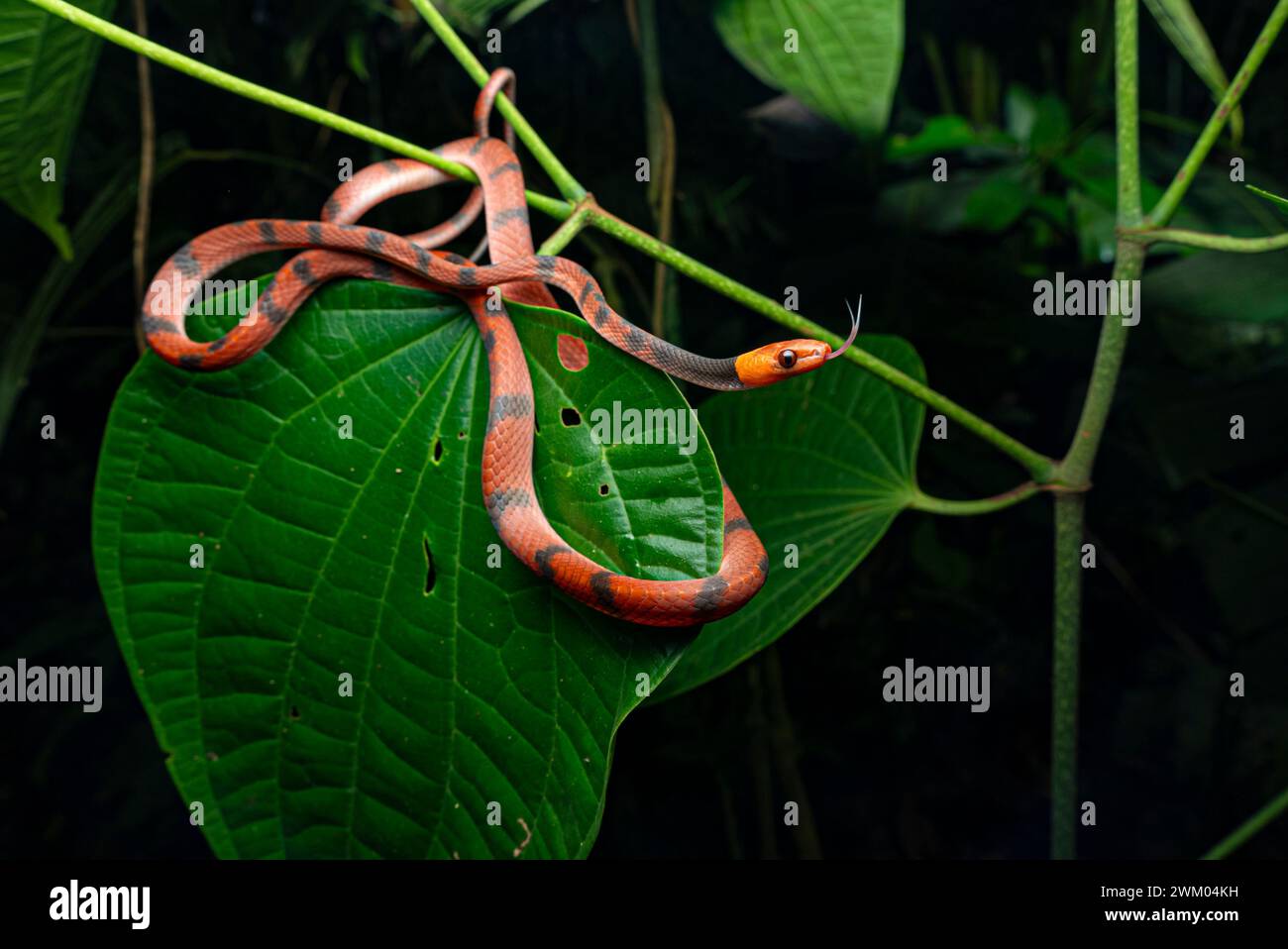 Tropical flat snake (Siphlophis compressus) - Yasuni National Park ...