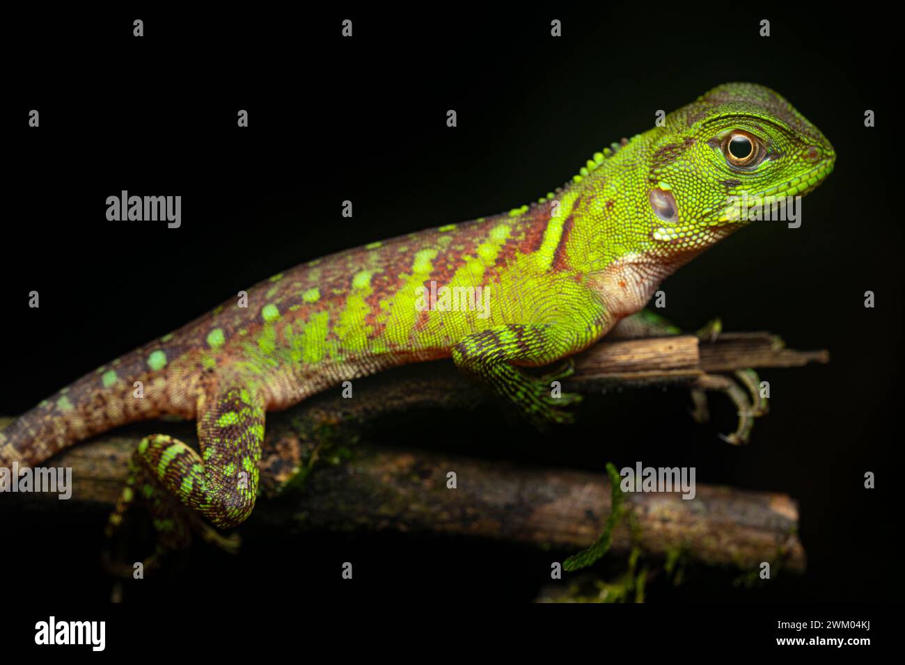 Amazon broad-headed wood lizard (Enyalioides laticeps) - Yasuni ...