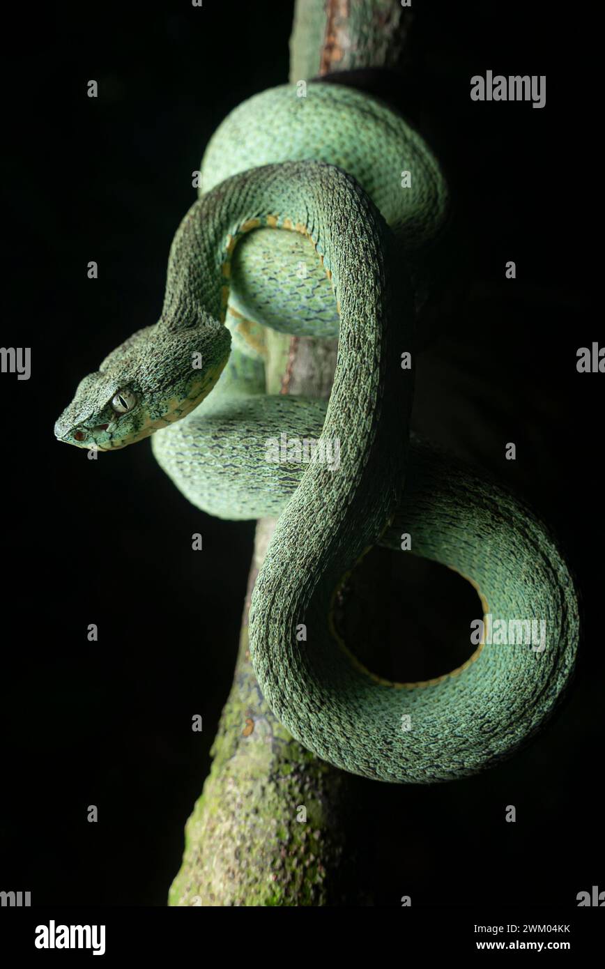 Two-striped forest pitviper (Bothrops bilineatus smaragdinus) - Yasuni ...