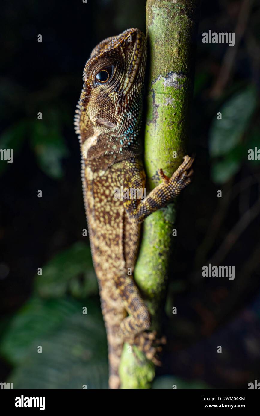 Cofán Dwarf-Iguana (Enyalioides cofanorum) - Yasuni National Park ...