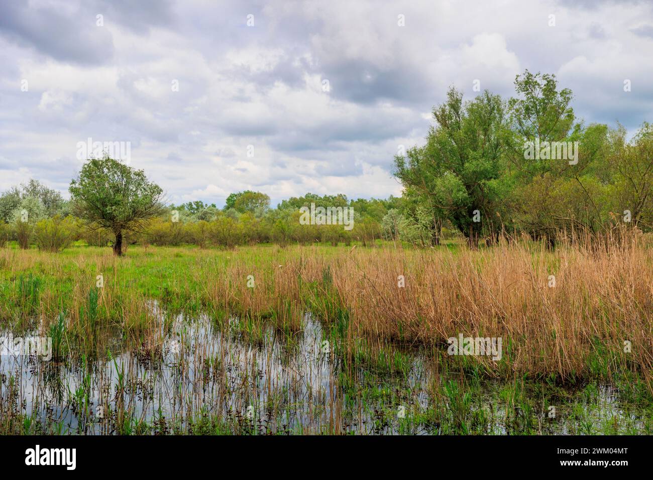 Landscape of the Danube Delta, Romania Stock Photo - Alamy