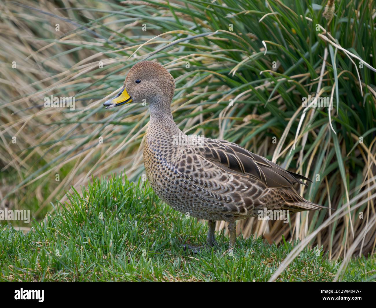 South Georgia Pintail (Anas georgica georgica), an endemic duck species ...