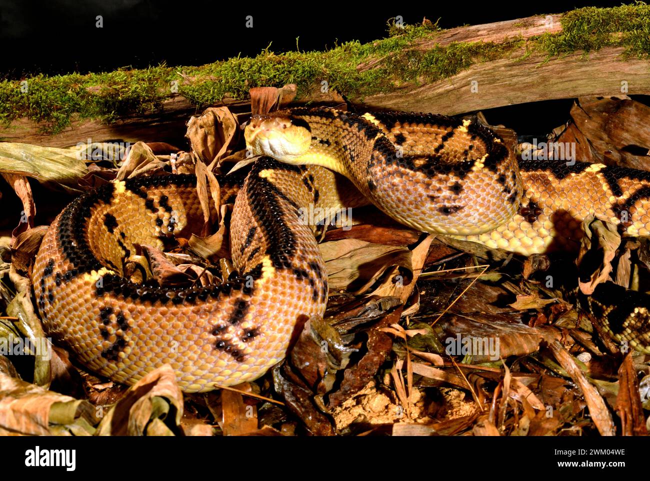 Black-headed bushmaster (Lachesis stenophrys) in captivity. Nicaragua ...