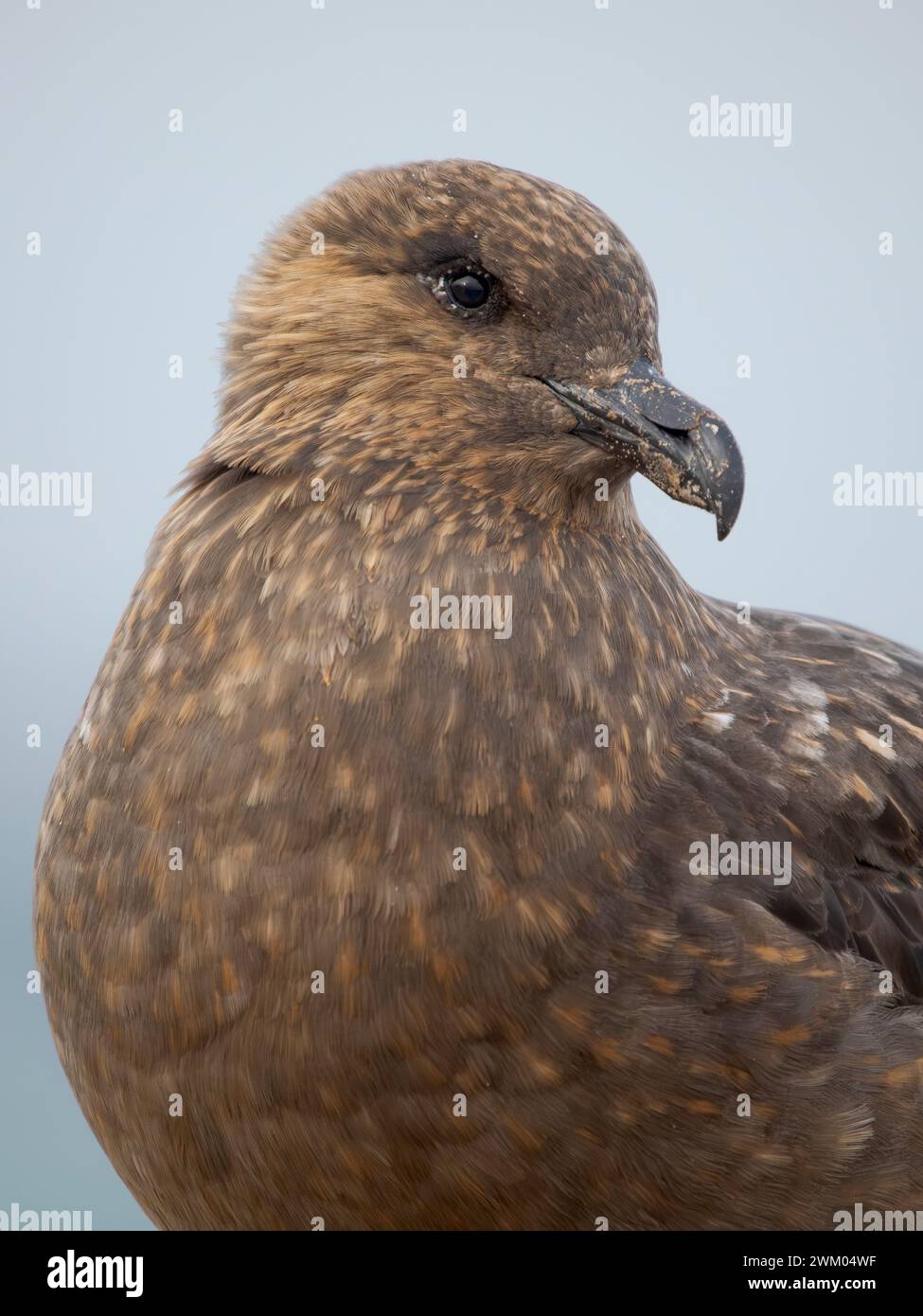 Stercorarius antarcticus, Falkland Skua, Brown Skua, Antarctic skua ...