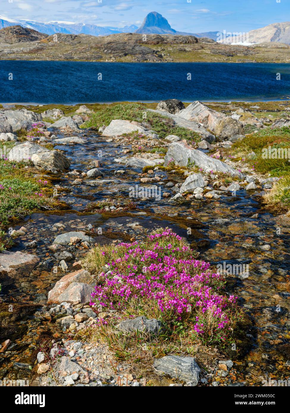 Dwarf fireweed or river beauty willowherb local name Niviarsiaq (Epilobium latifolium), the ...