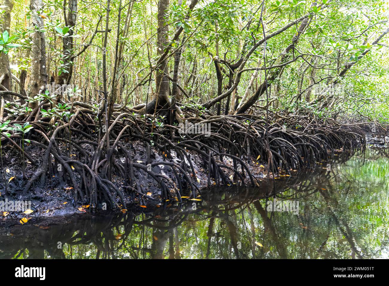 The mangrove is one of the world's most biomass-producing maritime ...
