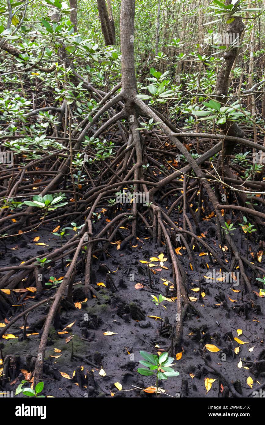 The mangrove is one of the world's most biomass-producing maritime ...
