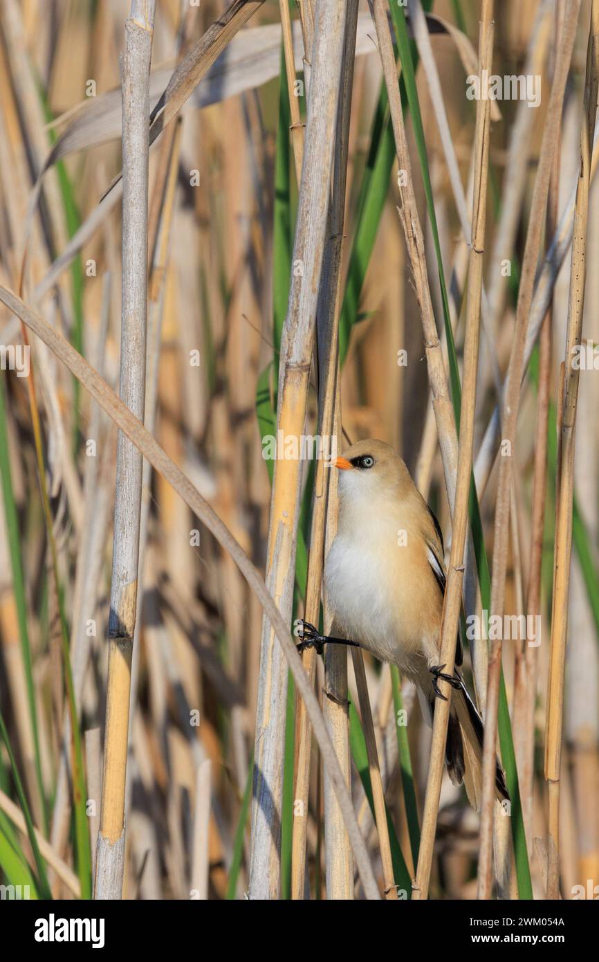 Juvenile Bearded reedling (Panurus biarmicus) in a reedbed in the ...
