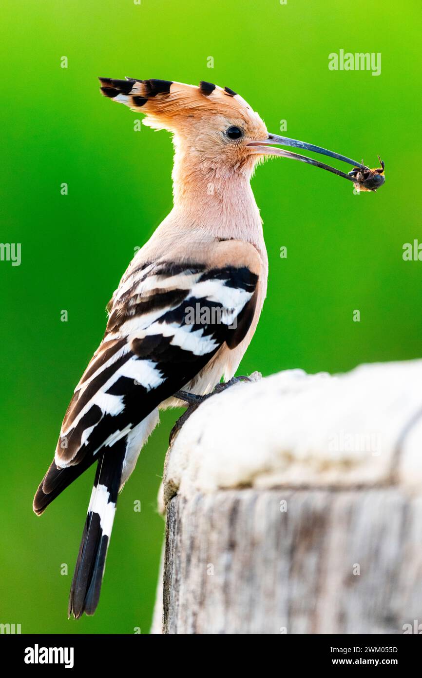 Hoopoe (Upupa epops) with an insect in its beak, Hungary Stock Photo ...