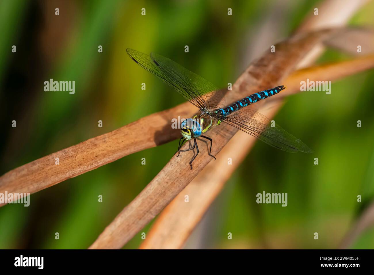 Migrant hawker (Aeschna mixta) male on a dry reed in early autumn, Plan ...